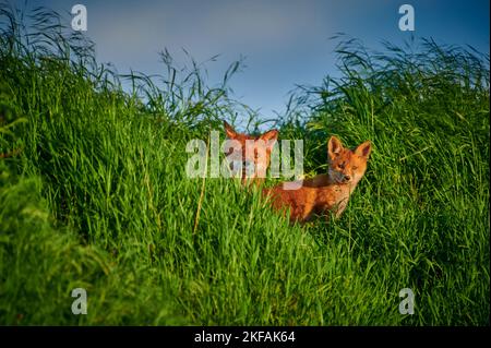 two red fox pups Stock Photo - Alamy