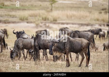 eastern white-bearded wildebeests Stock Photo - Alamy