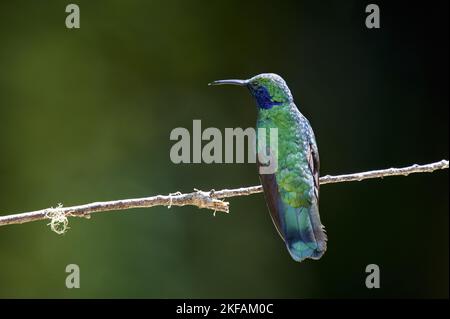 rear view of a lesser violetear hummingbird on a perch Stock Photo - Alamy