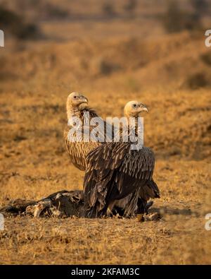 Himalayan vulture, Gyps himalayensis feeding on Sambar, Panna Tiger ...