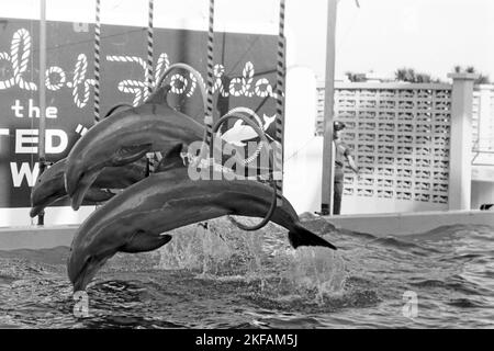 Delphine bei einer Tiershow im Seaquarium in Miami, Florida, USA 1965 ...