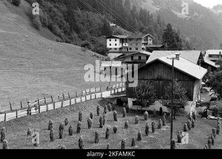 Heuhaufen im Zillertal, Tirol, 1970. Haystacks in the Ziller Valley ...