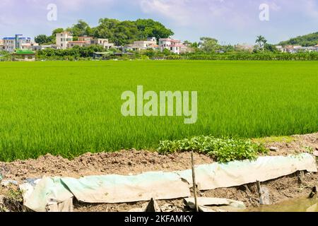 green paddy field horizontal composition Stock Photo - Alamy