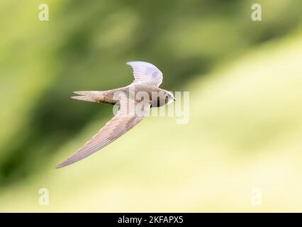 Common swift in flight over grass Stock Photo - Alamy