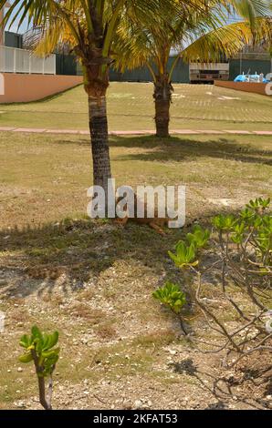 Green leguan, green iguana in water, Iguana iguana, Netherlands ...