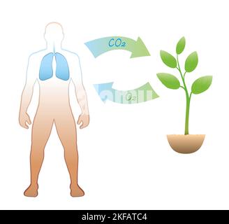 Carbon dioxide oxygen exchange between humans and plants. Exhalation ...