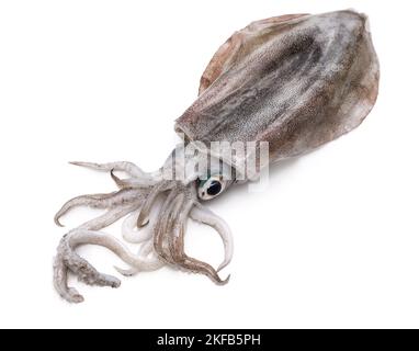 bigfin reef squid, green-eyed squid, oval squid, aoriika, broad squid ...