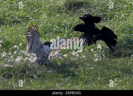 Peregrine Falcon and Raven fighting over a kill the Peregrine made, the ...