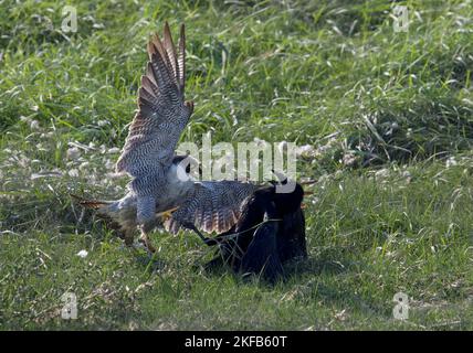 Peregrine Falcon and Raven fighting over a kill the Peregrine made, the ...