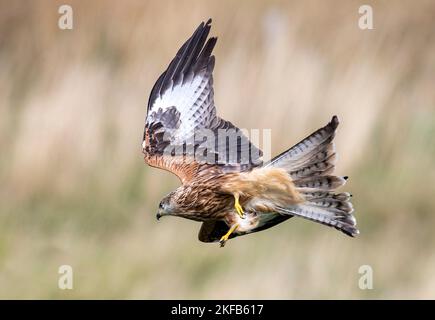 Red Kites and White Kites taken in mid & North Wales Stock Photo - Alamy
