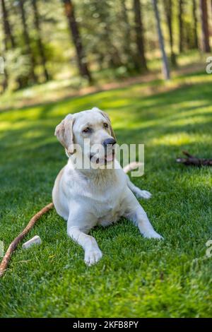 Zoey is an 8-month old, pure bred, Labrador Retriever Stock Photo - Alamy