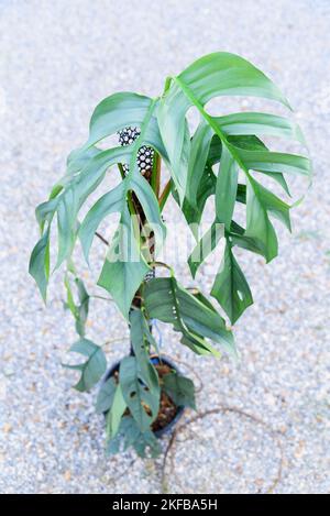 Big full form Fresh leaf of Epipremnum Pinnatum Cebu Blue Stock Photo ...