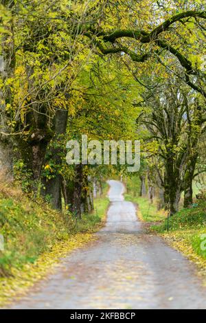 A vertical shot of a path between tall trees with golden leaves in ...