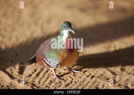 Mindanao bleeding-heart pigeon (Gallicolumba criniger), a.k.a Bartlett ...