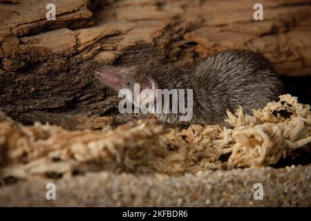 Etruscan Shrew (Suncus etruscus), one of the smallest mammals known ...