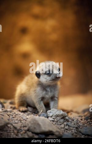 Meerkat baby (Suricata suricatta) sits upright looking to the horizon ...