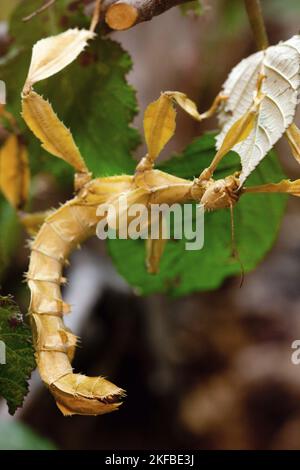 side view of a stick insect Phasmid (Order Phasmatodea) isolated on a ...