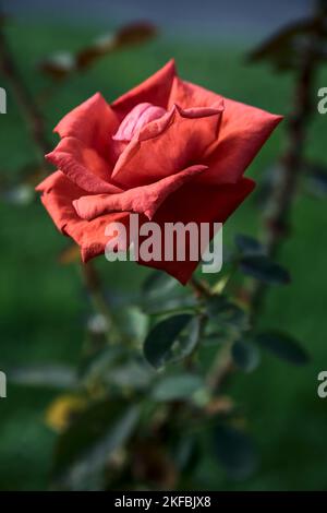 Crimson rose in bloom seen up close Stock Photo - Alamy