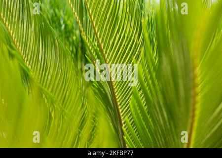 Goiânia, Goias, Brazil – November 12, 2022: Background of many leaves ...