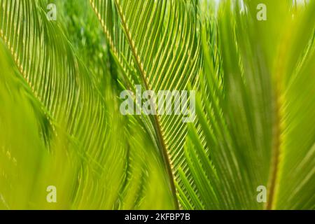 Goiânia, Goias, Brazil – November 12, 2022: Background of many leaves ...