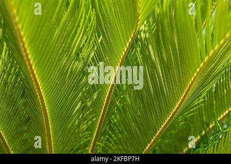Goiânia, Goias, Brazil – November 12, 2022: Background of many leaves ...