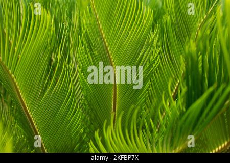 Goiânia, Goias, Brazil – November 12, 2022: Background of many leaves ...