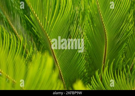 Goiânia, Goias, Brazil – November 12, 2022: Background of many leaves ...