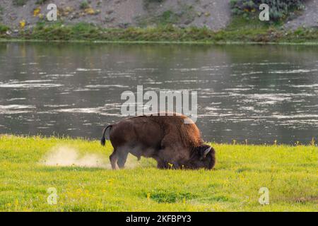 Buffalo dust and relax in Hayden Valley, Yellowstone River, Yellowstone ...