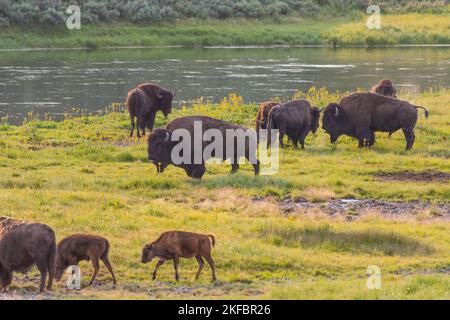 Buffalo dust and relax in Hayden Valley, Yellowstone National Park ...