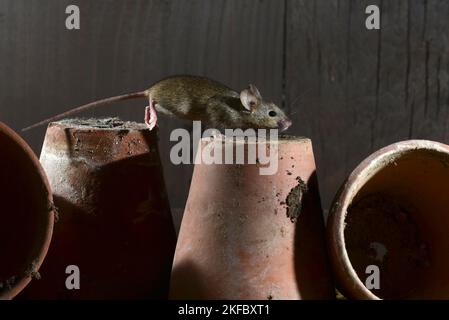 adult house mouse mus domesticus Stock Photo - Alamy