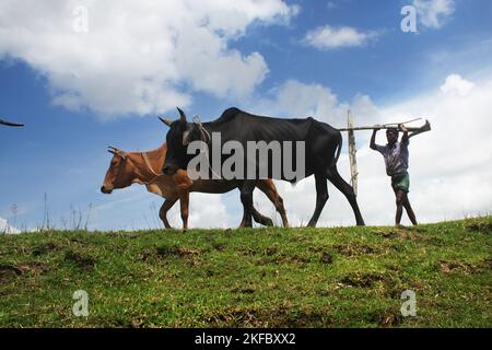 Silhouette of farmers going to the field to plough lands in a village ...