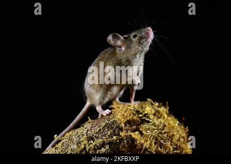 adult house mouse mus domesticus Stock Photo - Alamy