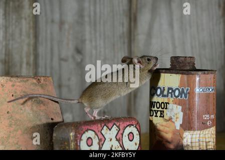 adult house mice mus domesticus Stock Photo - Alamy