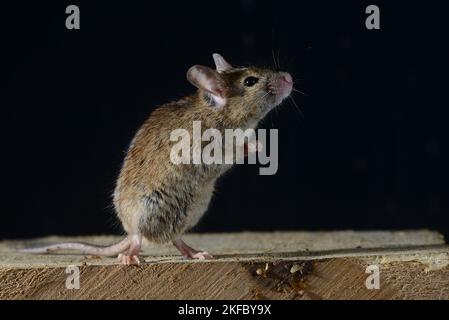 adult house mouse mus domesticus Stock Photo - Alamy