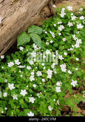 Wild Trillium In The Forest. Trillium line the forest floor of a Great ...