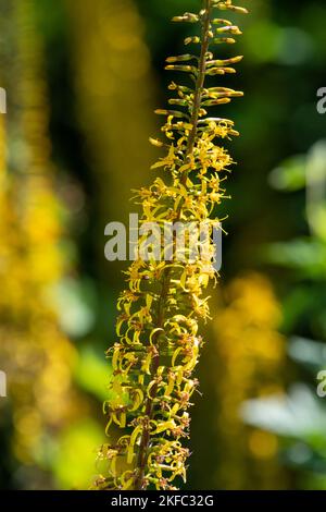 Close up of ligularia przewalskii flowers in bloom Stock Photo - Alamy