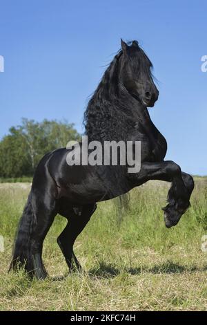 rising Friesian horse Stock Photo - Alamy