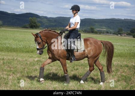 woman rides German Riding Pony Stock Photo - Alamy
