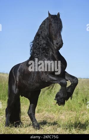 rising Friesian horse Stock Photo - Alamy