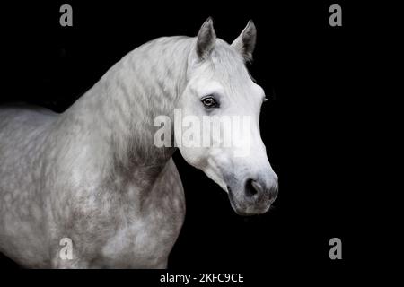 Connemara Pony. Portrait of a gray stallion. Germany Stock Photo - Alamy
