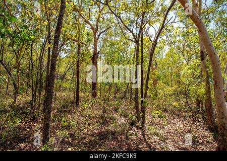 The predominant vegetation is evergreen trees, such as Darwin ...