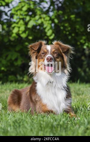 Australian Shepherd in summer Stock Photo - Alamy