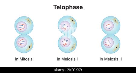 Scientific Designing of Telophase in Meiosis. Colorful Symbols. Vector ...