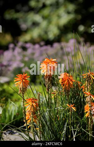 A vertical shot of a red hot poker blossoming in the garden Stock Photo ...