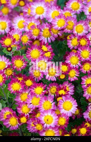 Full blooming Chrysanthemum flowers in the garden Stock Photo - Alamy