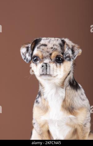 Puppy (Canis familiaris) portrait, Japan Stock Photo - Alamy