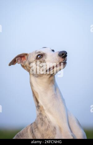 two blue whippets Stock Photo - Alamy