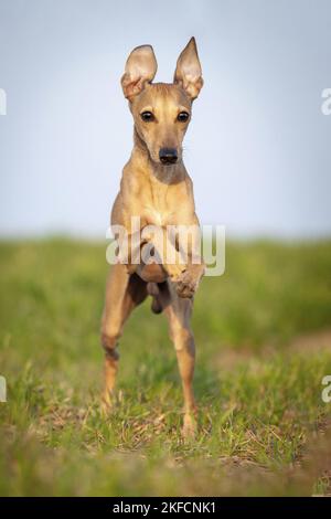 running Italian Greyhound Stock Photo - Alamy