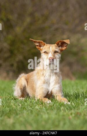 Podenco Ibicenco (wire-haired) - lying on meadow Stock Photo - Alamy