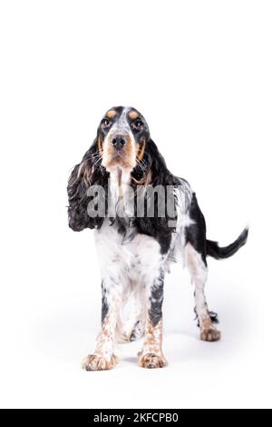 standing English Cocker Spaniel Stock Photo - Alamy